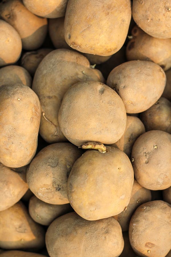 Planting Potato Texture Top View Stock Photo - Image of carbohydrate ...
