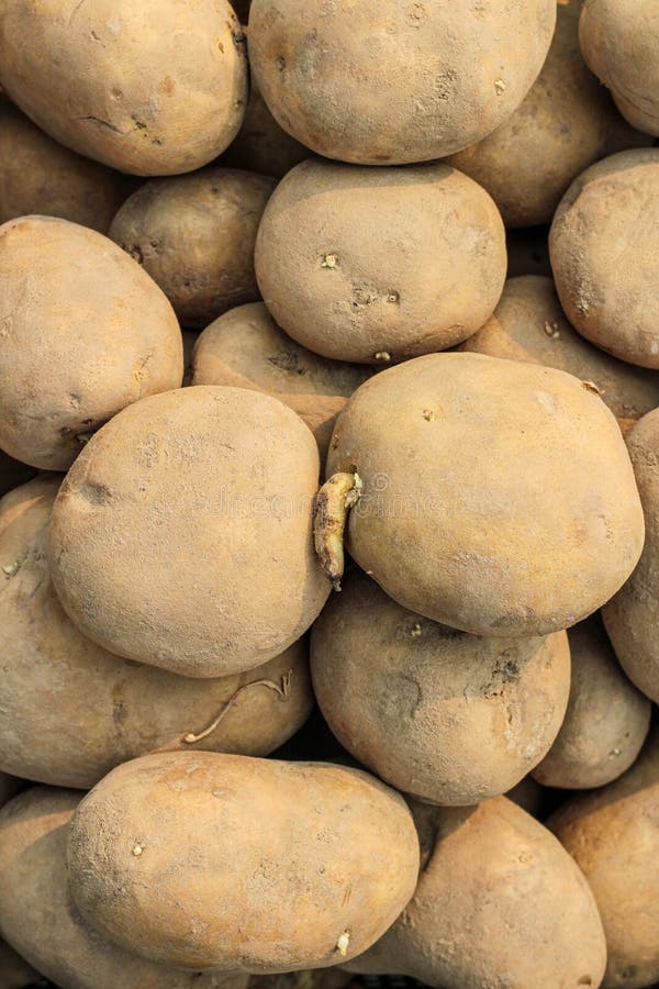 Planting Potato Texture Top View Stock Image - Image of pile, potato ...
