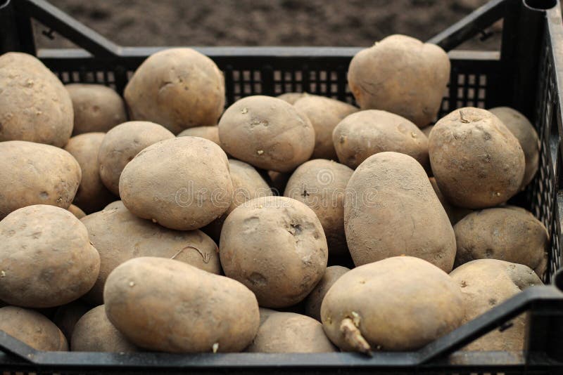Planting Potatoes in a Plastic Box is on the Ground. Side View Stock ...