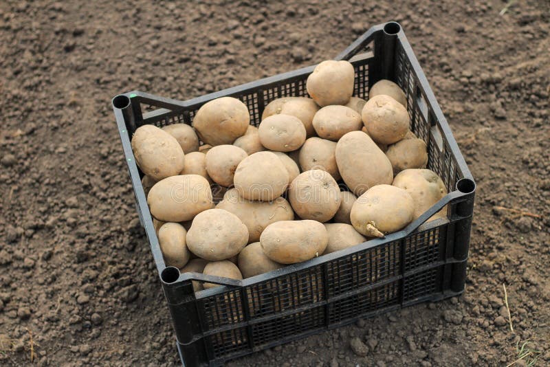 Planting Potatoes in a Plastic Box is on the Ground. Side View Stock ...