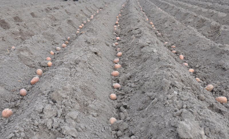 Planting Potatoes. Potato Field Stock Image - Image of farmer, potato ...