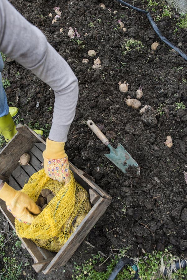 Seeding potatoes stock photo. Image of root, farming - 137920524