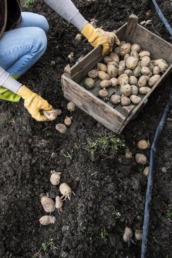 Seeding potatoes stock photo. Image of growing, earth - 137920602