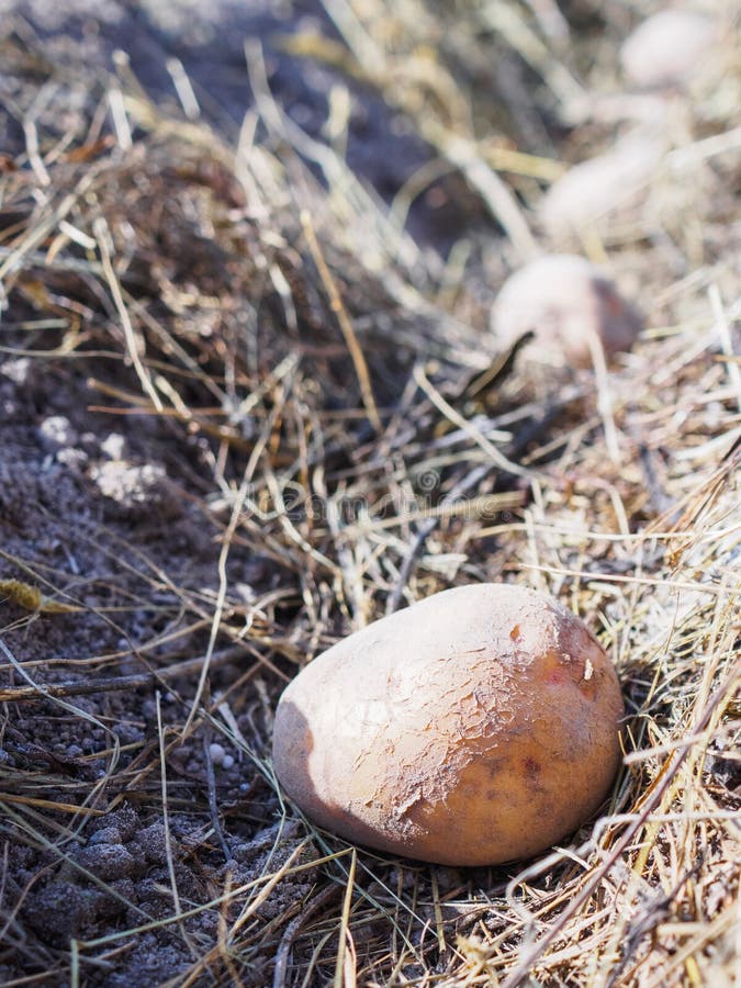 Planting Potatoes in the Spring in the Garden Stock Image - Image of ...