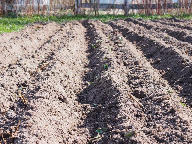 Planting Potatoes in the Spring in the Garden Stock Image - Image of ...