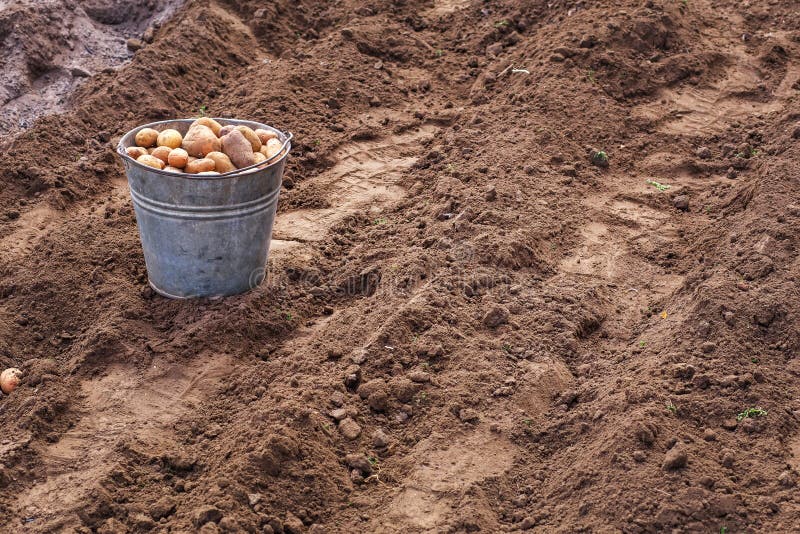 Planting Potatoes in the Spring Stock Image - Image of nature ...