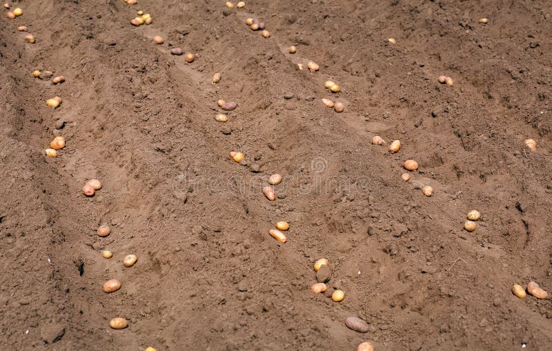 Planting Organic Potatoes In Spring. Potatoes Field. Stock Image ...