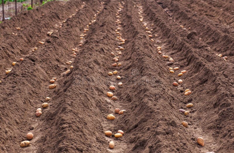 Planting Potatoes in the Spring Stock Photo - Image of garden ...
