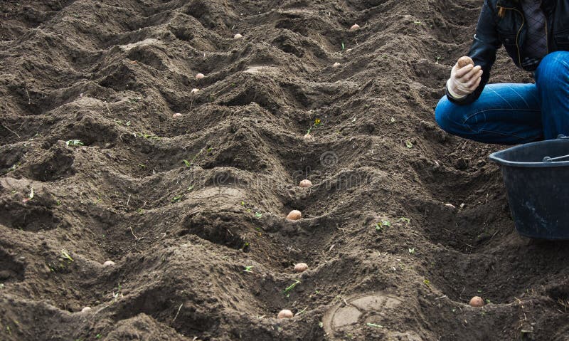Planting Potatoes in Spring Stock Image - Image of vegetable, work ...