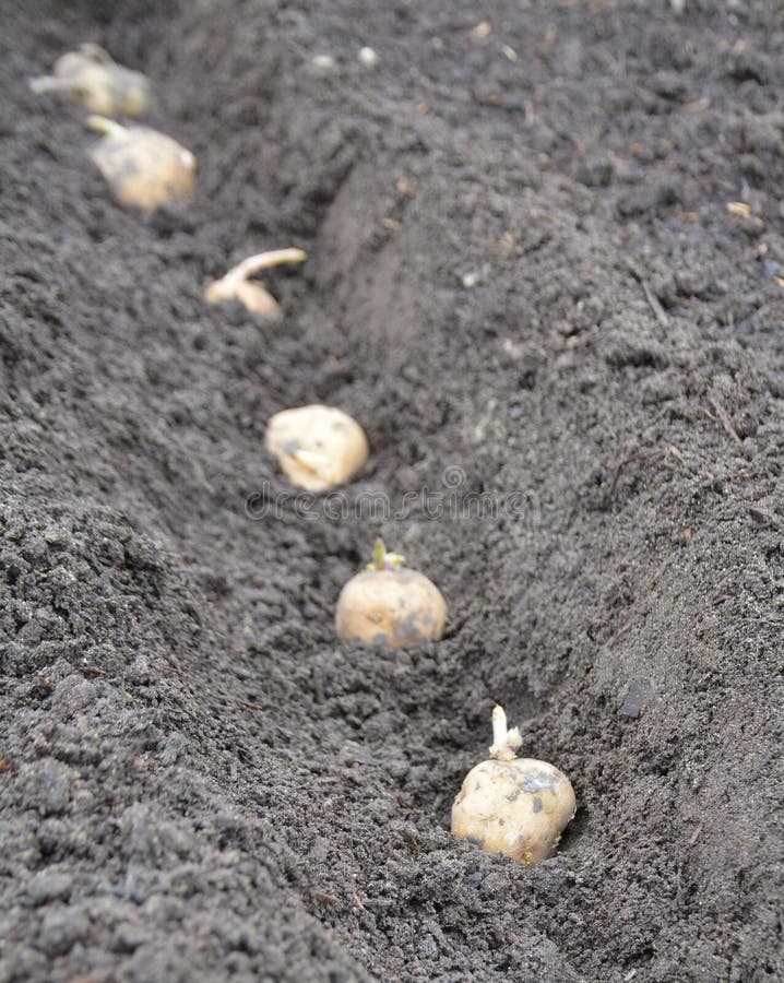 Planting of Potatoes in the Spring Stock Image - Image of dirt, food ...