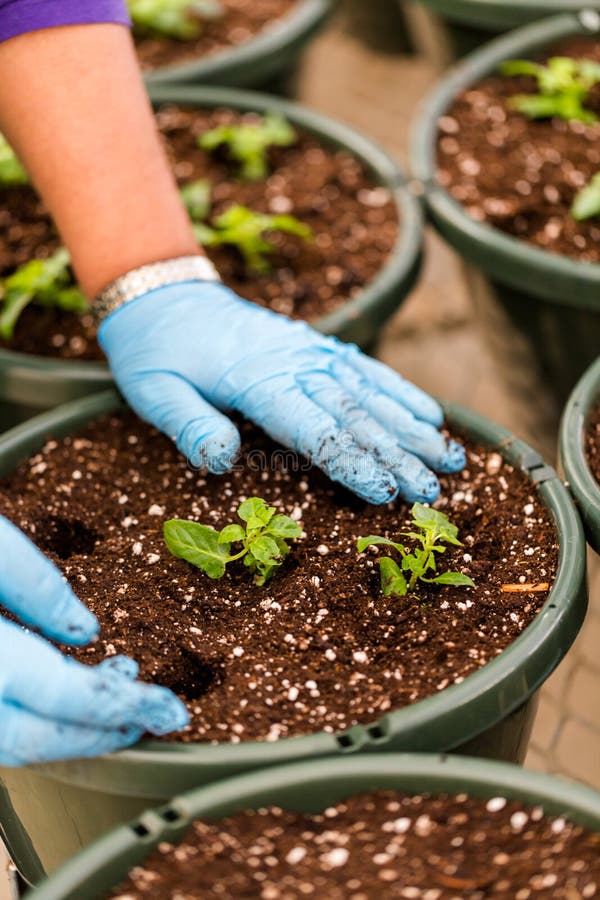 Planting pots stock image. Image of planting, pots, gloves - 49844255