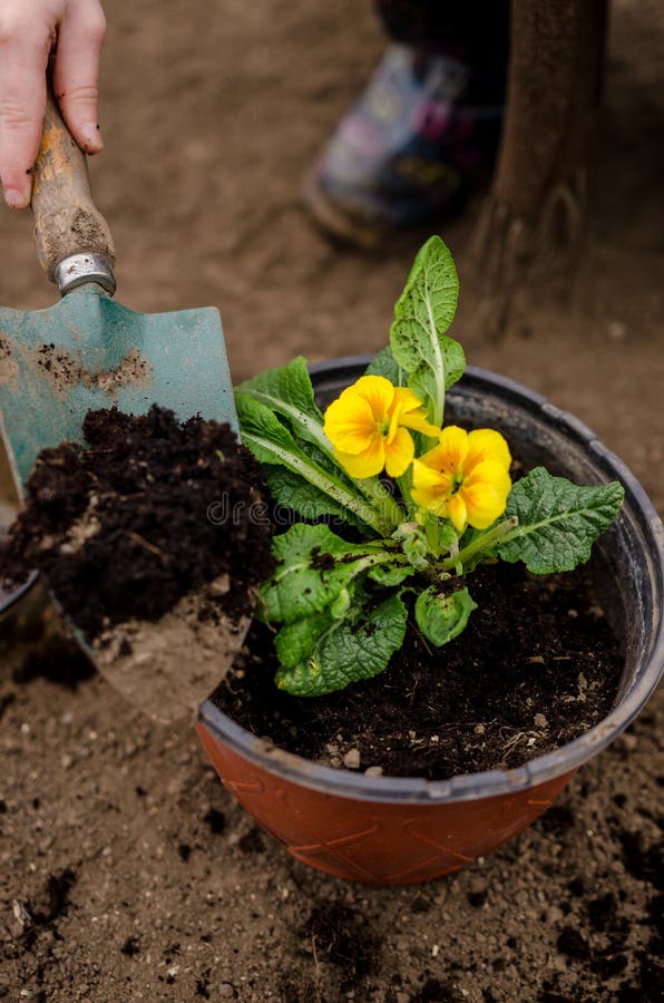 Planting primula stock photo. Image of holding, hands - 38650778