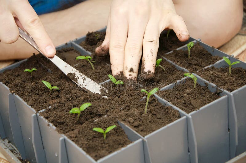Plant in hand stock photo. Image of botany, flower, branch - 3974880
