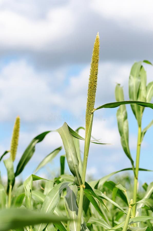 Planting and Production of Millet Stock Image - Image of countryside ...