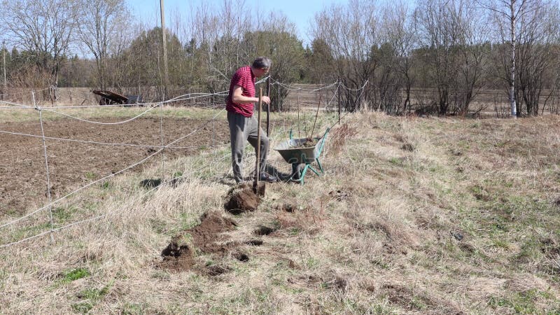 Planting Raspberry Bushes in Garden in Late Spring. Stock Video - Video ...