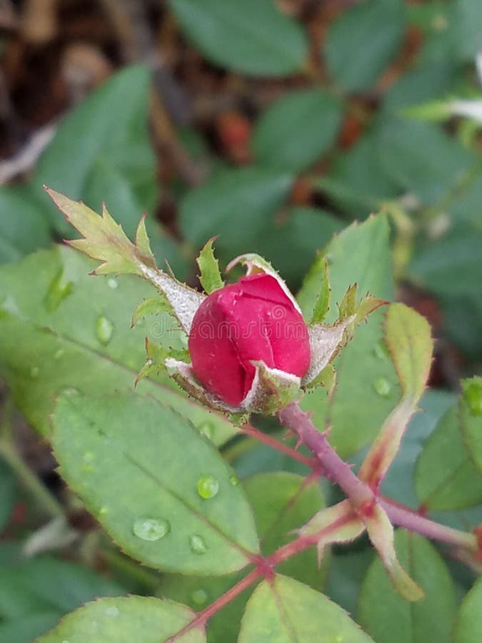 Roses in the fall stock image. Image of planting, bushes - 129794463