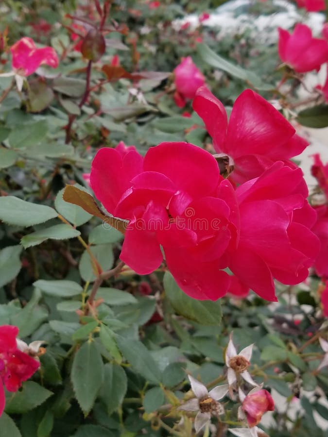 Roses in the fall stock image. Image of rose, planting - 129794475