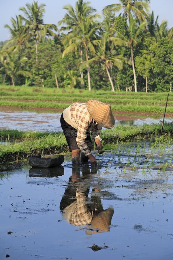 Rice field worker stock photo. Image of morning, worker - 2924674