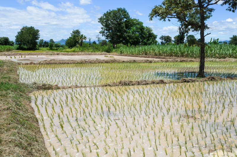 Planting rice in the farm. stock photo. Image of peasant - 58824948