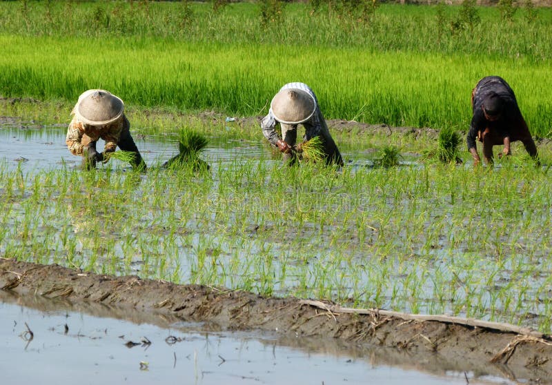 Planting rice editorial photo. Image of village, planting - 69303581