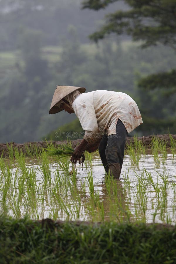Planting rice editorial stock photo. Image of paddy, plant - 77633308