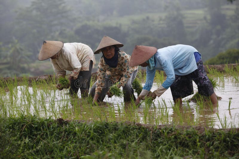 Planting rice editorial image. Image of boyolali, rice - 77633320