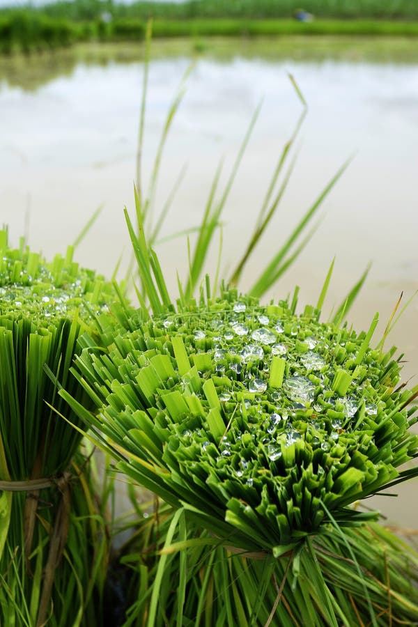 Work in rice field stock image. Image of batad, farming - 102347209