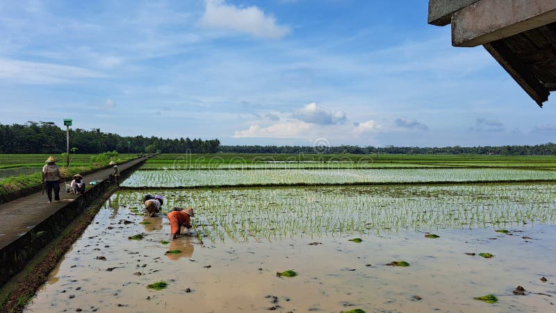 Planting Rice in the Fields Stock Photo - Image of seed, agriculture ...