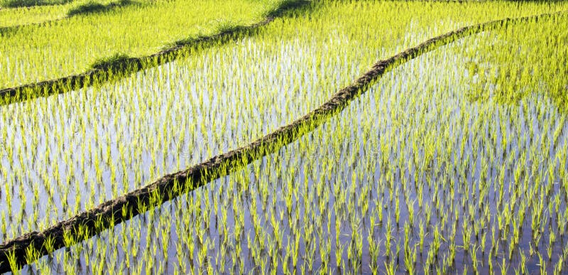 Planting Rice in the Fields Stock Image - Image of grain, tropical ...