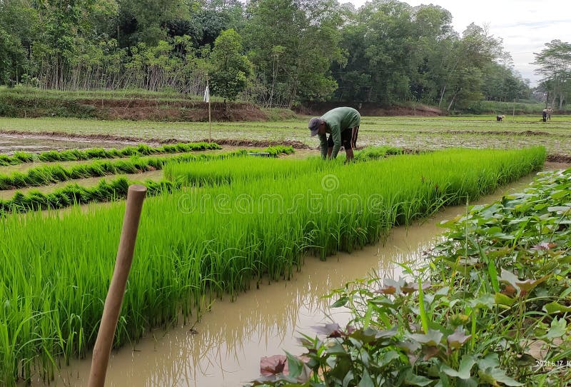 Planting Rice in the Fields Editorial Stock Photo - Image of process ...