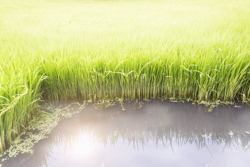 Planting rice seedling stock image. Image of organic - 127781935