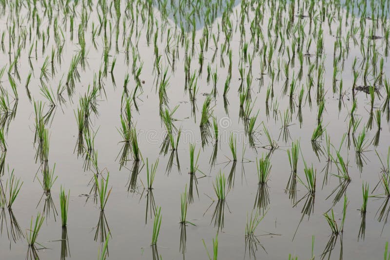 Planting Rice Seedlings in the Fields Stock Image - Image of green ...
