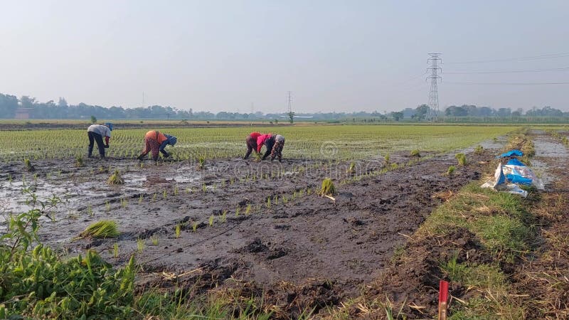 Planting Rice Seedlings in the Rice Fields Stock Video - Video of ...