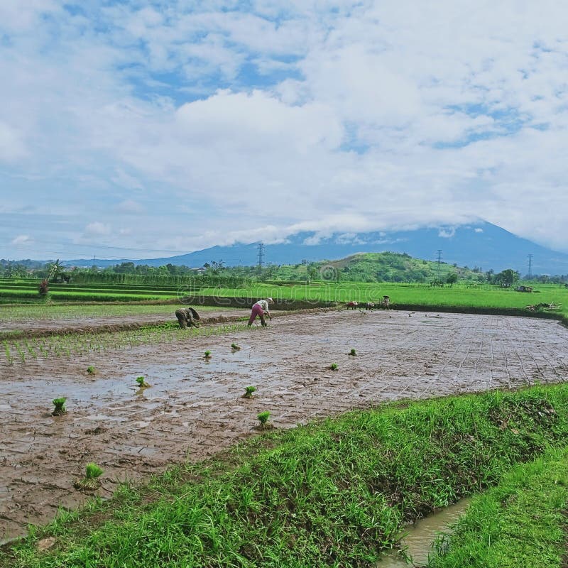 Planting Rice Seeds in Paddy Fields Stock Image - Image of horizon ...
