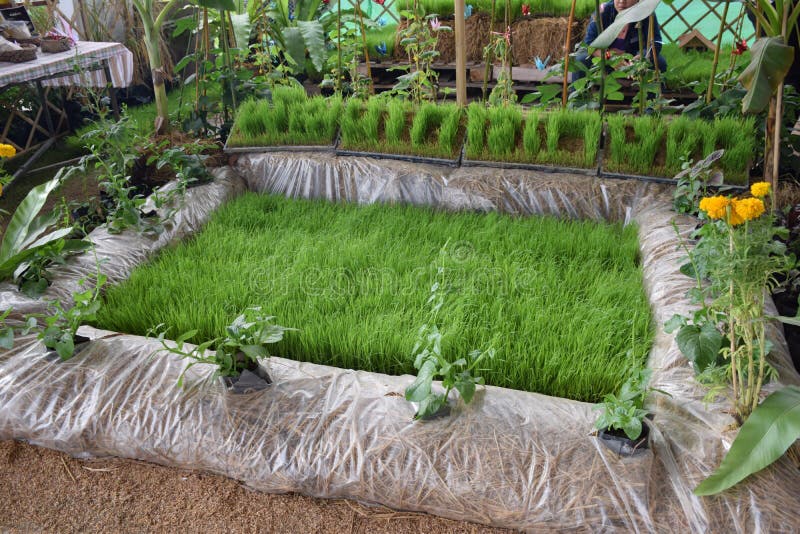 Planting Rice Seeds in Small Plots Stock Image - Image of seeds, park ...