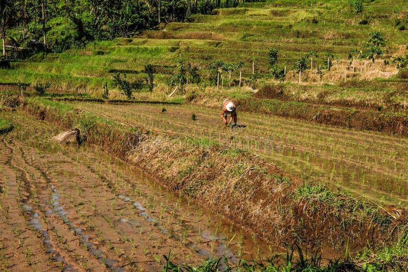 Planting Rice in the Terrace Fields Stock Photo - Image of claudia ...