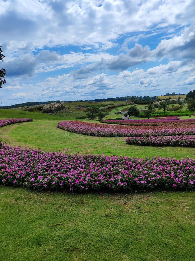 Planting Roses in Open Fields Stock Photo - Image of natural, planting ...