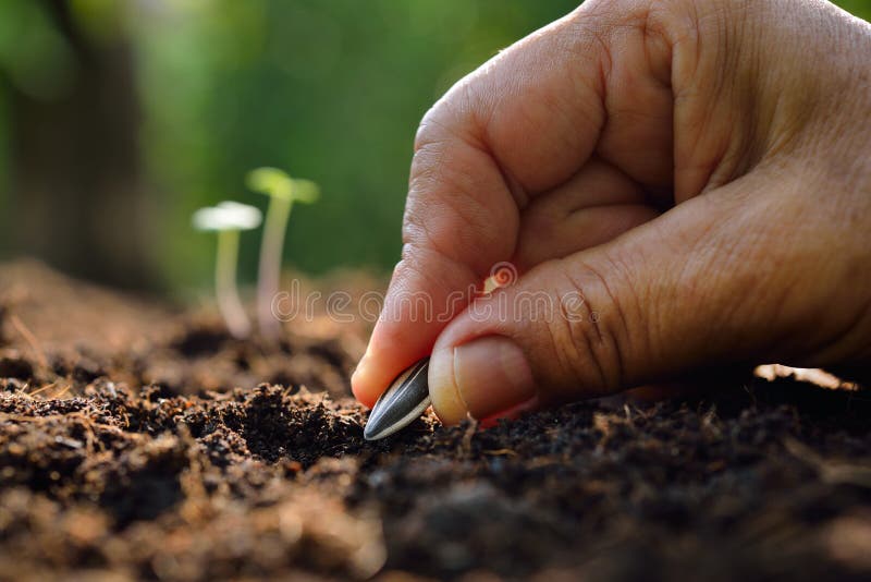 Planting seed stock image. Image of ground, fresh, farm - 69648505