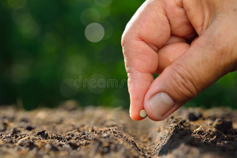Planting seed stock image. Image of agriculture, ground - 69706145
