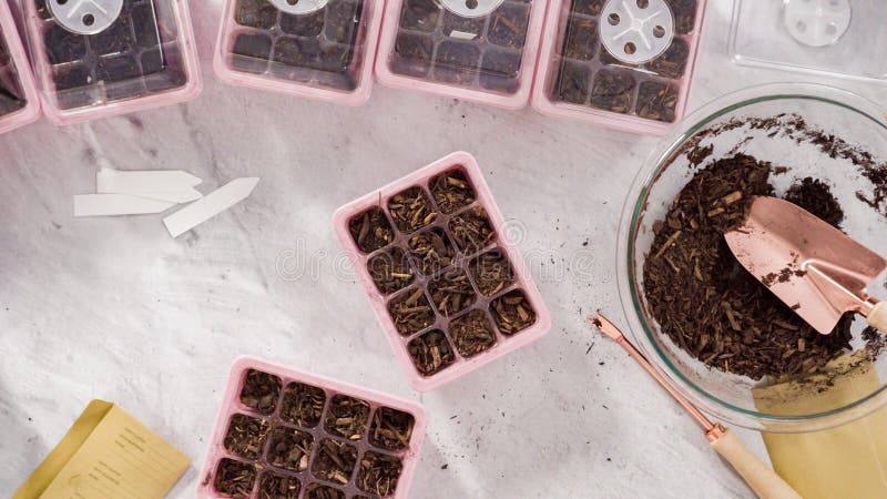 Planting seed stock photo. Image of growing, overhead - 261395920