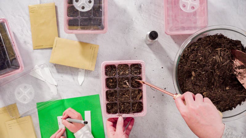 Planting seed stock photo. Image of topsoil, growing - 272988852