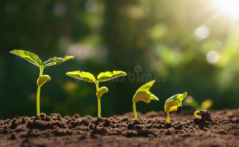 Planting Seed Grow Step Concept in Garden and Sunlight Stock Image ...