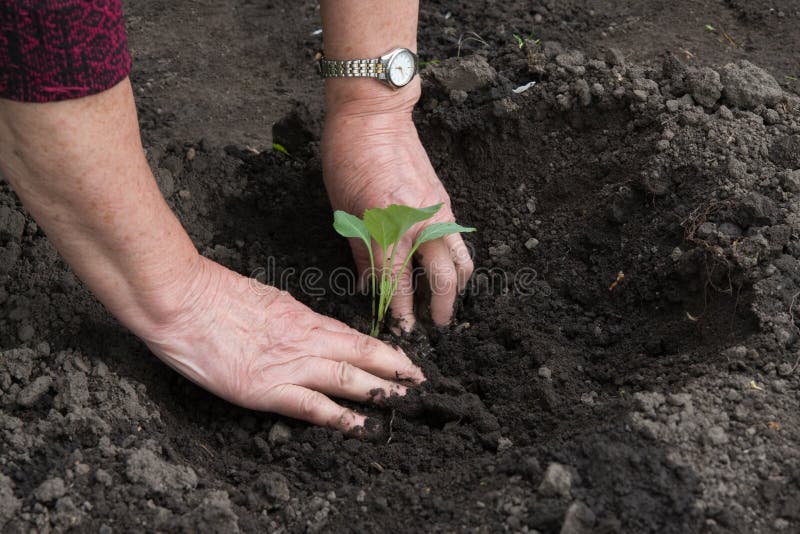 Planting seedling stock image. Image of agriculture, growth - 12978959