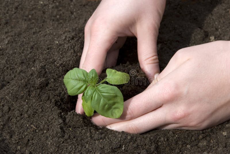 Planting a seedling stock image. Image of fertilizer - 19551203