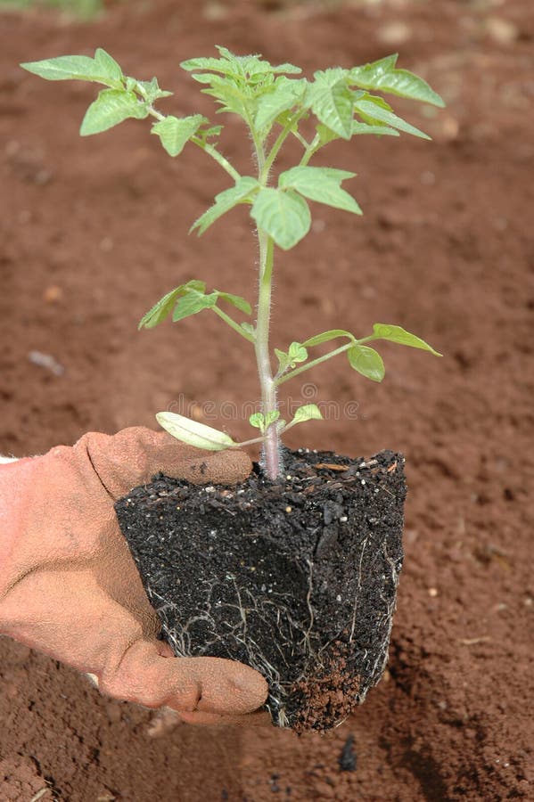 Planting a seedling stock photo. Image of tomato, planting - 3372146