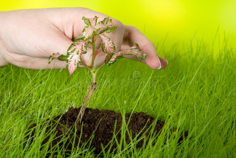 Planting a seedling stock image. Image of macro, beginnings - 9366431