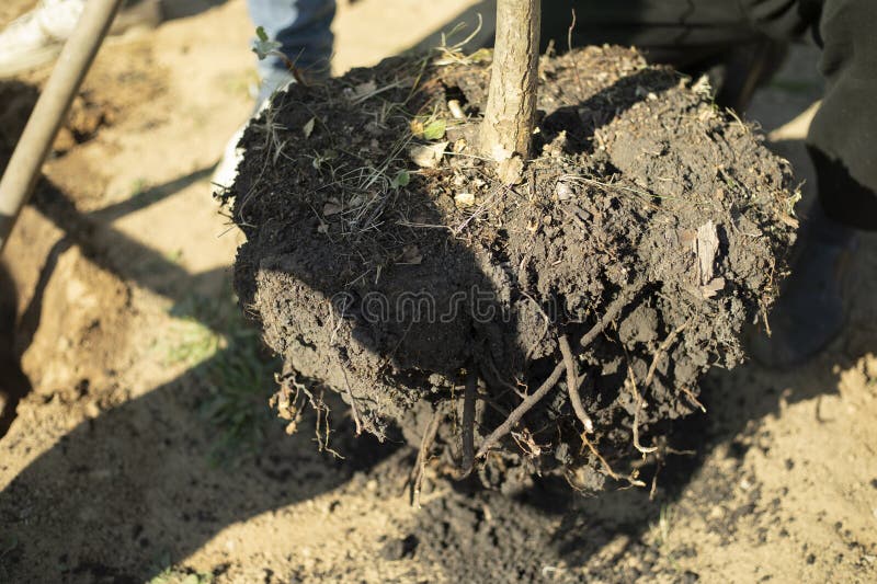 Planting a Seedling in the Ground. the Roots of the Tree Stock Image ...