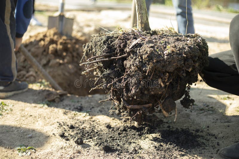 Planting a Seedling in the Ground. the Roots of the Tree Stock Image ...