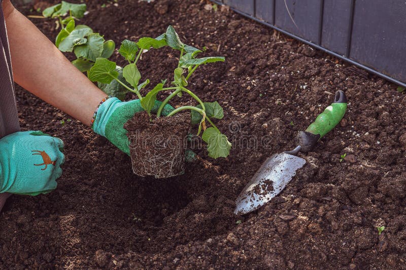 Planting Seedling with Root Ball. Stock Image - Image of summer, spring ...