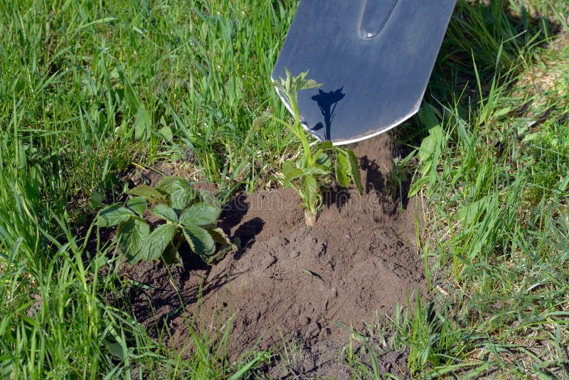 Planting Seedlings of Blackberries Stock Photo - Image of hands ...